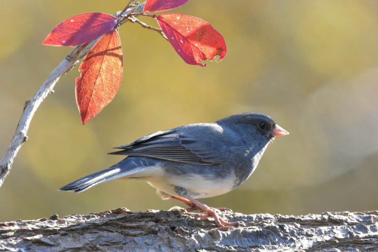 30 most common backyard birds of Minnesota? (2024!) – Outlife Expert