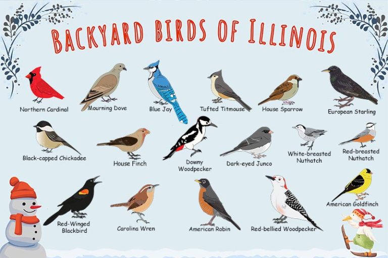 30 Most Common Backyard Birds Of Illinois 2024 Outlife Expert