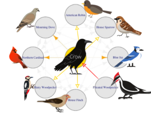 Do Crows Scare Away Other Birds? (Do They Eat Them?) – Outlife Expert