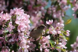 What Birds Eat Flowers? (And How To Avoid It!) – Outlife Expert